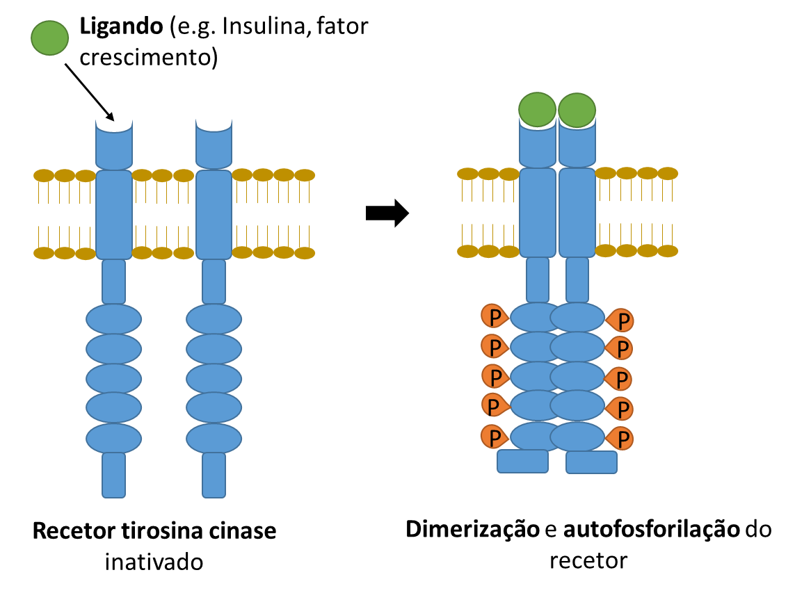 Mecanismo Do Receptor Tirosina Quinase Interações Dos Receptores